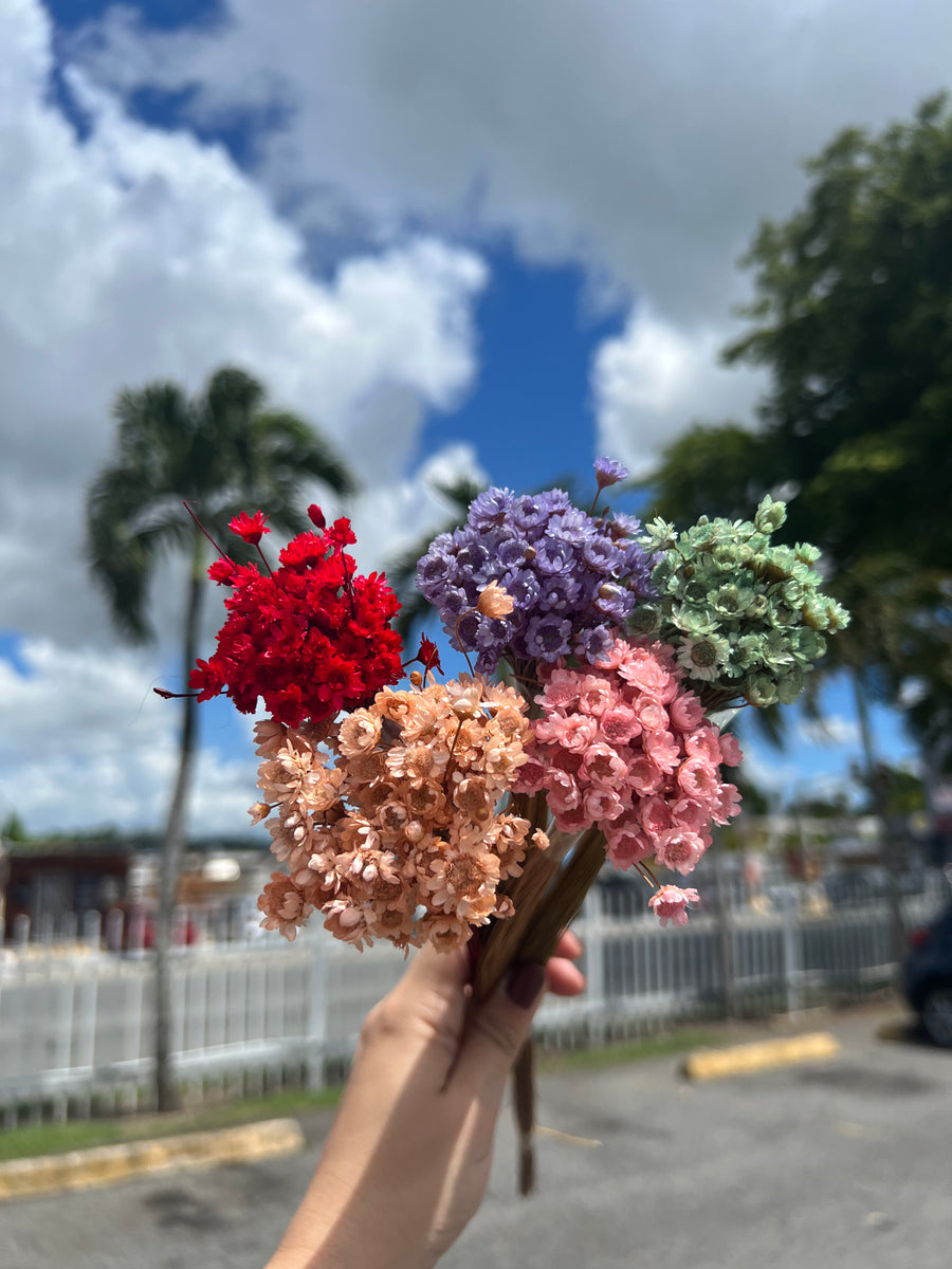 Star Flower - 1/4 oz – Sun Flowers PR