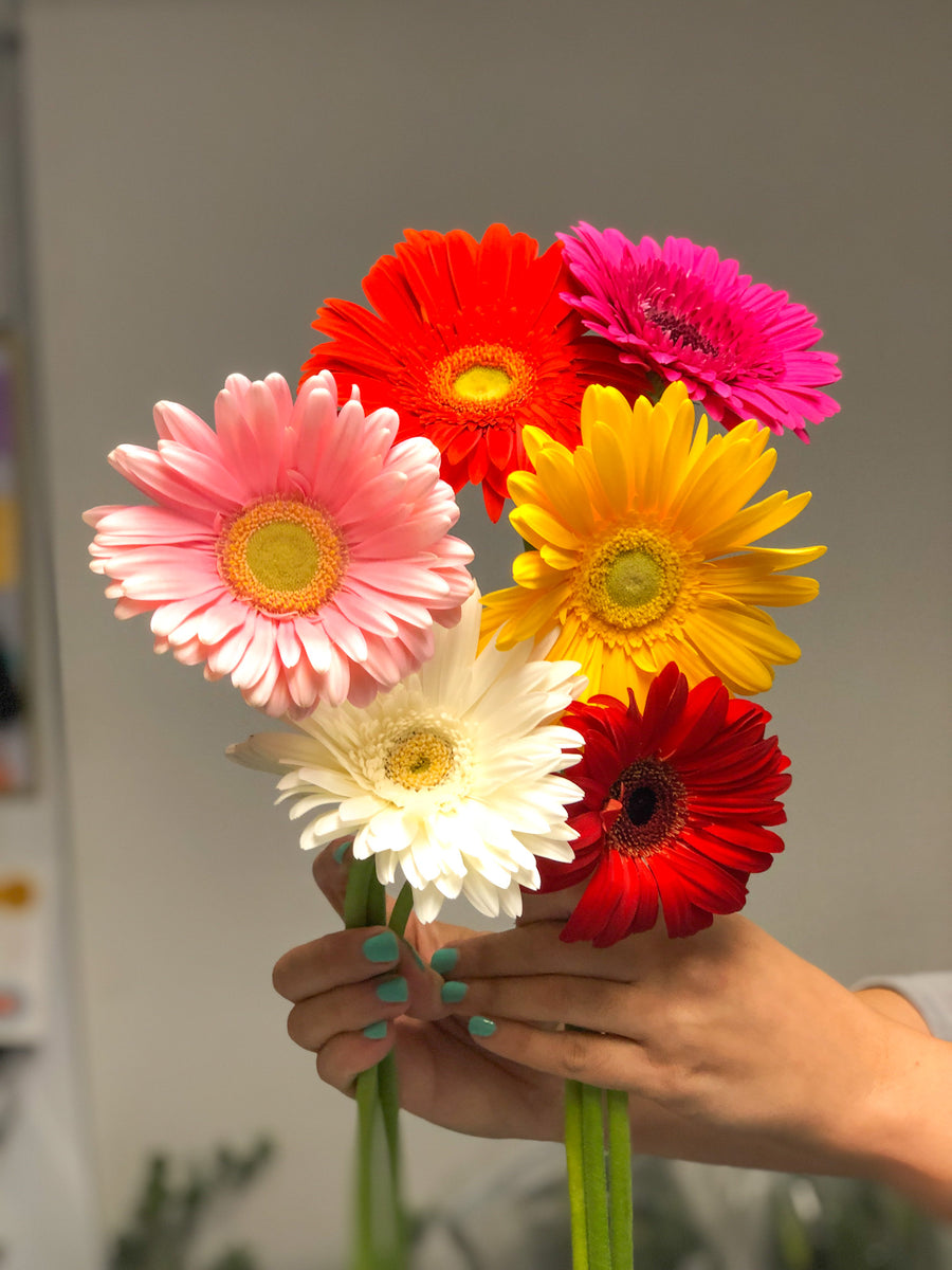 Gerbera – Sun Flowers PR